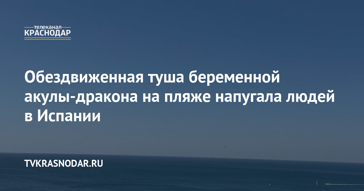Обездвиженная туша беременной акулы-дракона на пляже напугала людей в ...