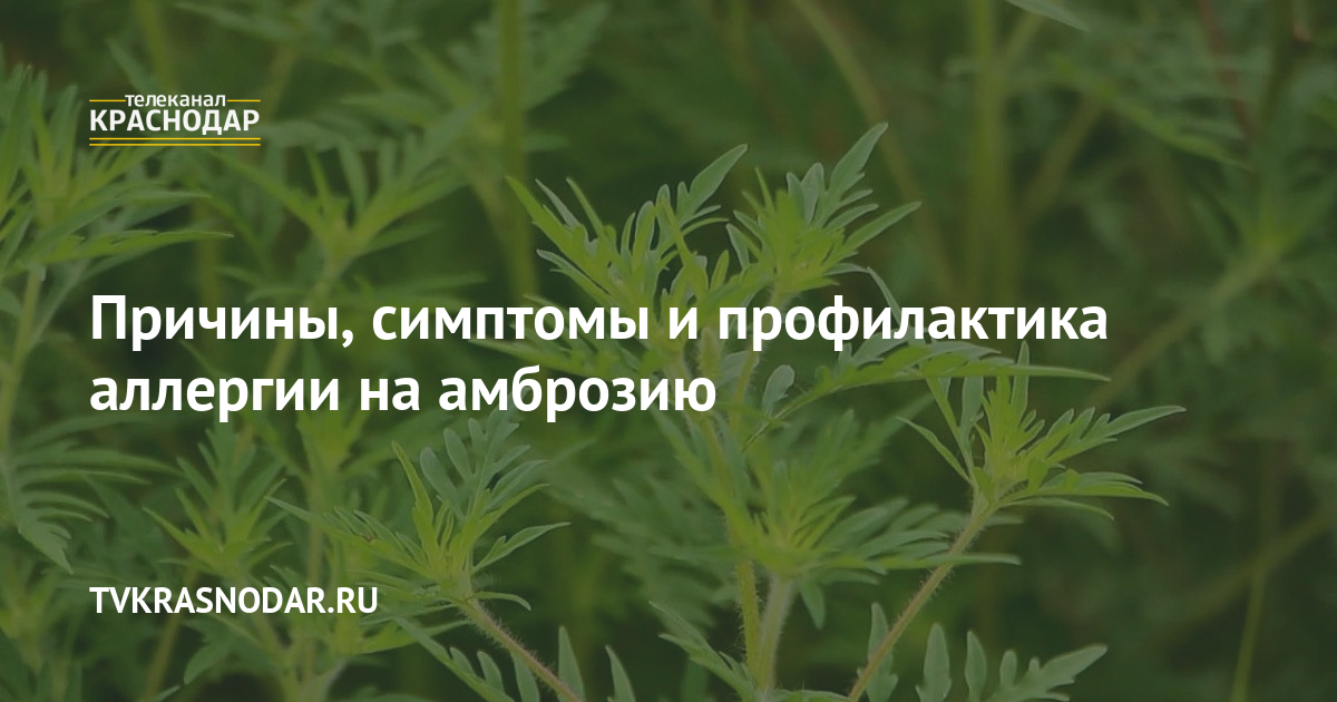 Причины, симптомы и профилактика аллергии на амброзию. 24.06.2024 г ...